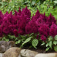 Celosia Seeds - First Flame Purple | Flower Seeds in Packets & Bulk ...