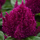 Celosia Seeds - First Flame Purple | Flower Seeds in Packets & Bulk ...