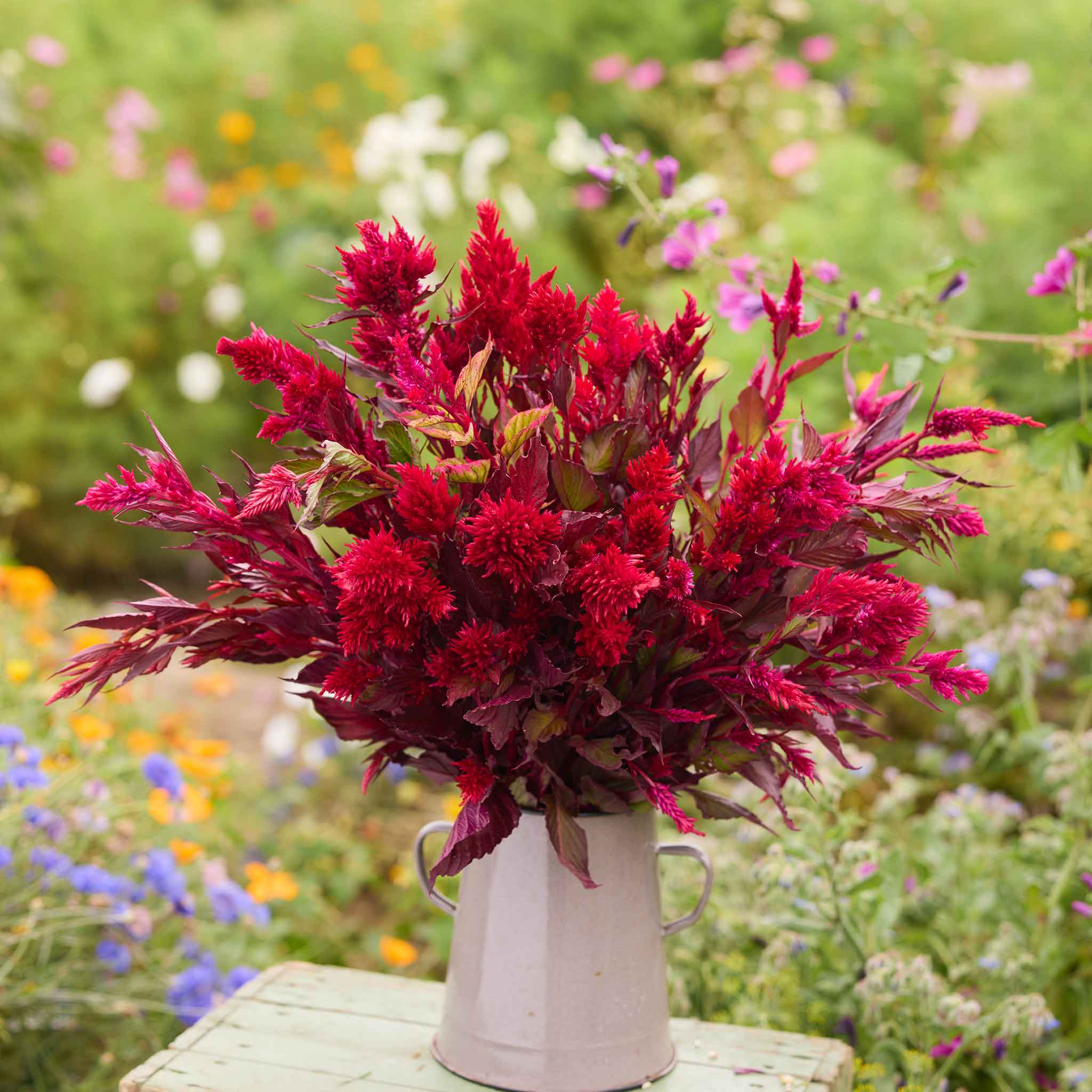 Celosia Seeds - Forest Fire | Flower Seeds in Packets & Bulk | Eden ...