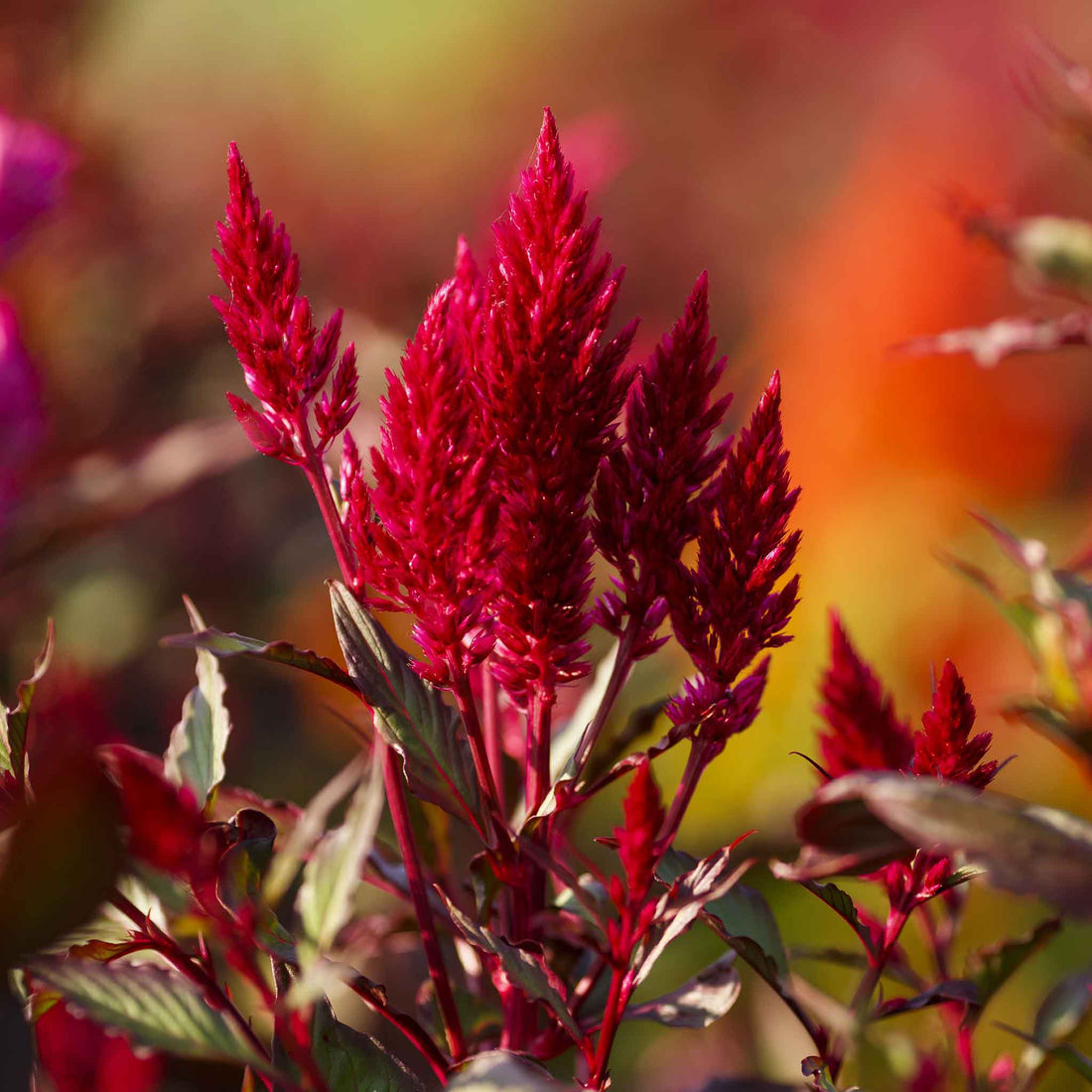 Celosia Seeds - Forest Fire | Flower Seeds in Packets & Bulk | Eden ...