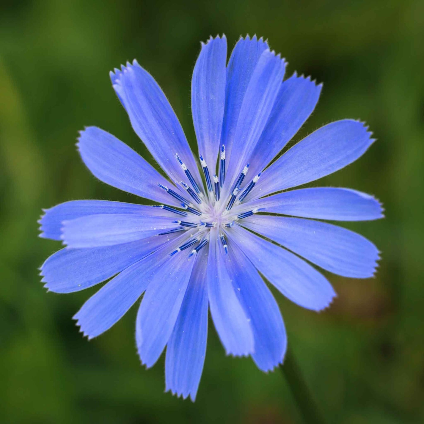 Chicory Seeds | Flower Seeds in Packets & Bulk | Eden Brothers