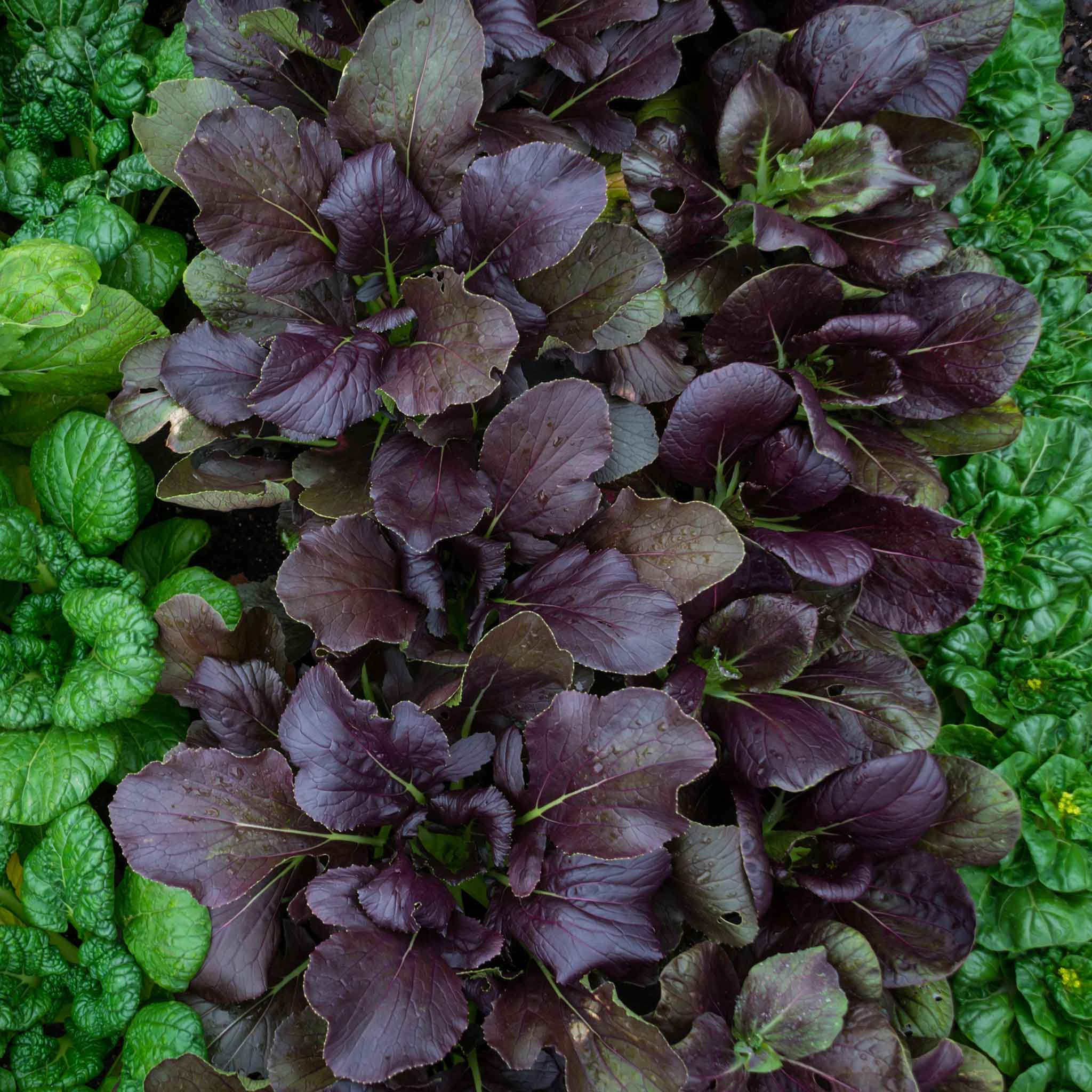 Chinese Cabbage Seeds - Pak Choy Red Inferno | Vegetable Seeds in ...