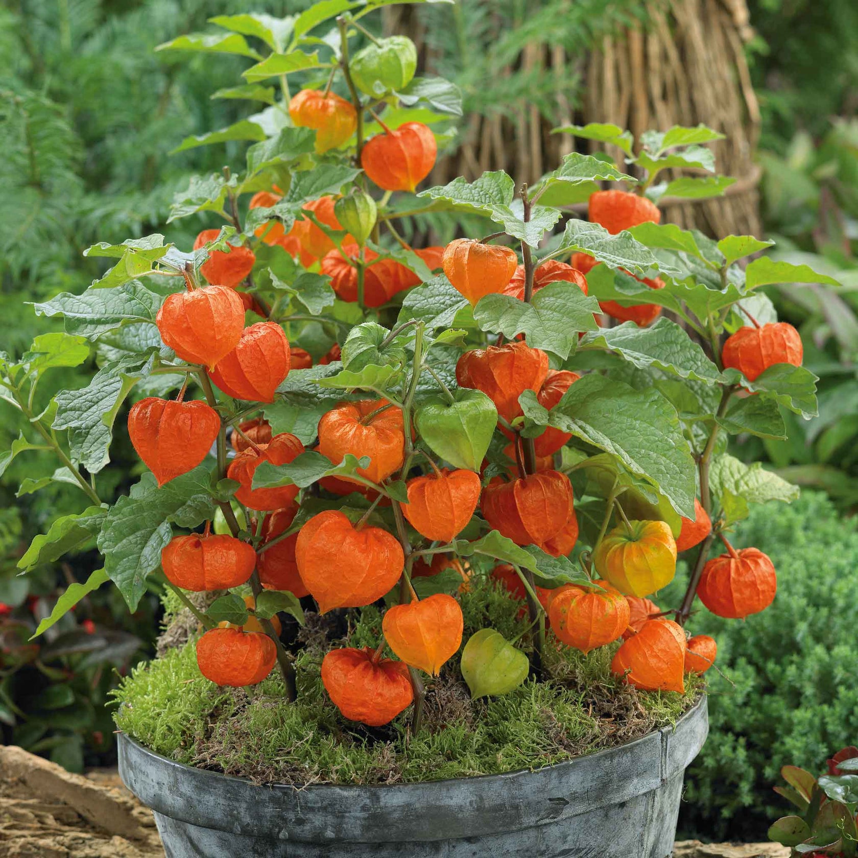 Chinese Lantern Seeds | Flower Seeds in Packets & Bulk | Eden Brothers