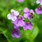 Chinese Violet Cress Seeds | Flower Seeds | Eden Brothers