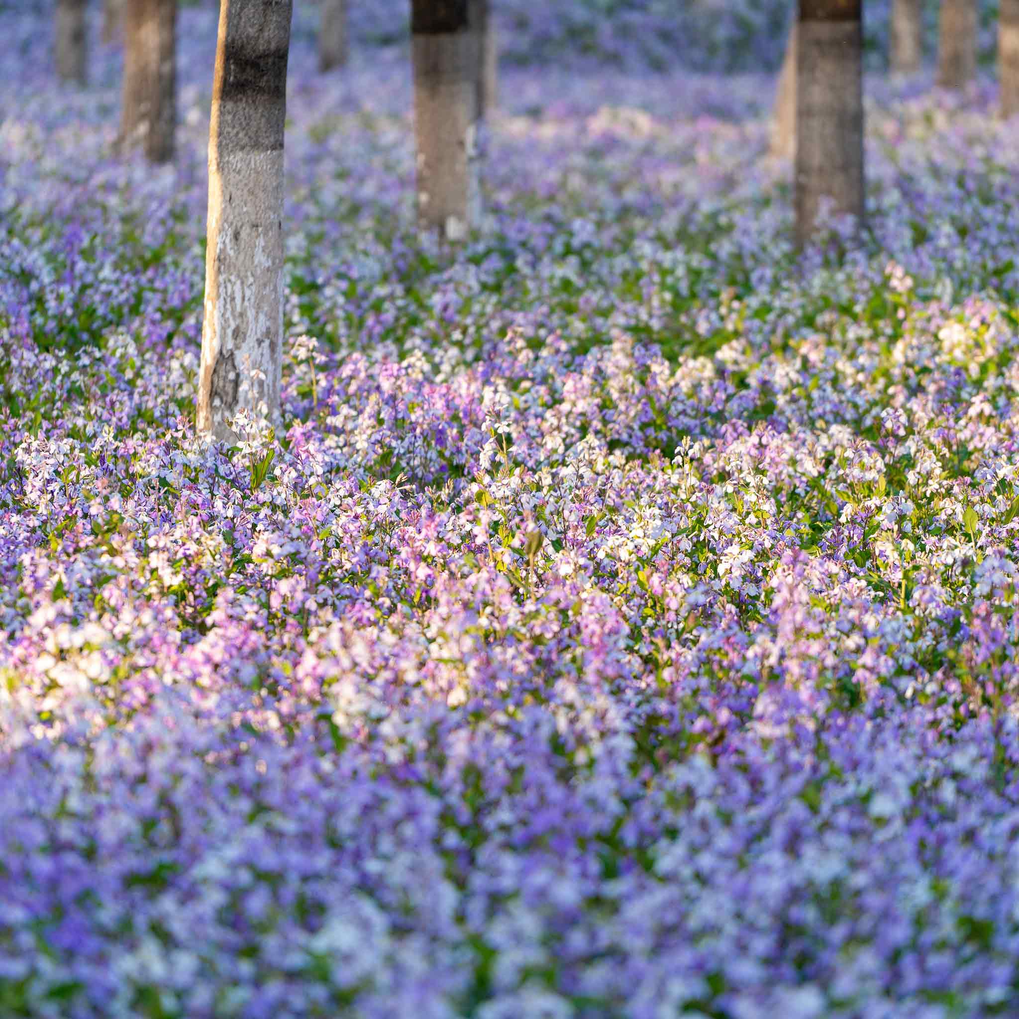 Chinese Violet Cress Seeds | Flower Seeds | Eden Brothers