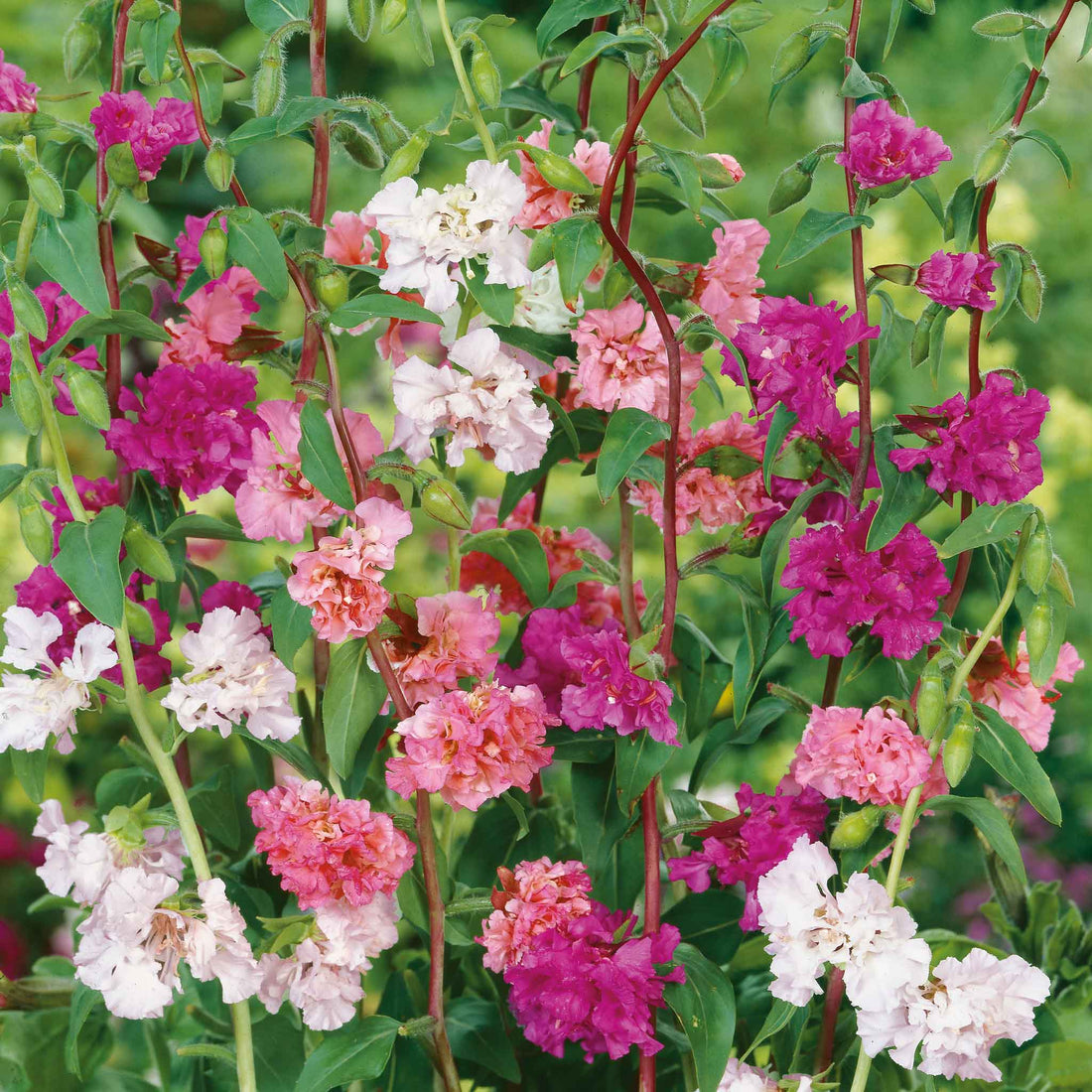 Clarkia Seeds - Mixed | Flower Seeds in Packets & Bulk | Eden Brothers