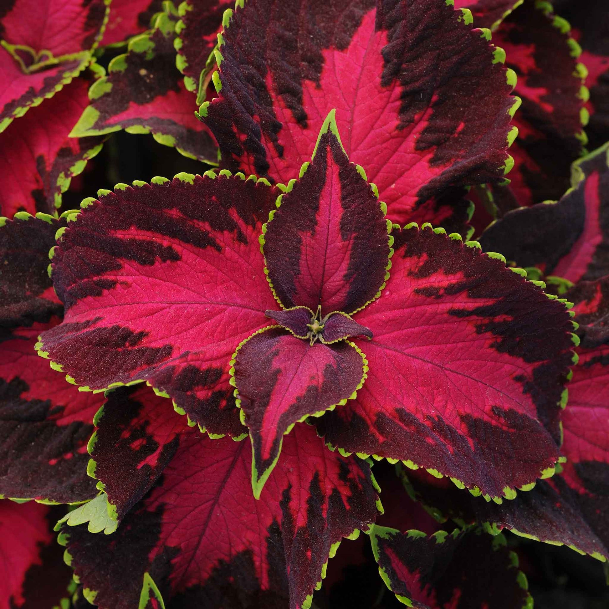 Coleus Seeds - Chocolate Covered Cherry | Flower Seeds in Packets ...