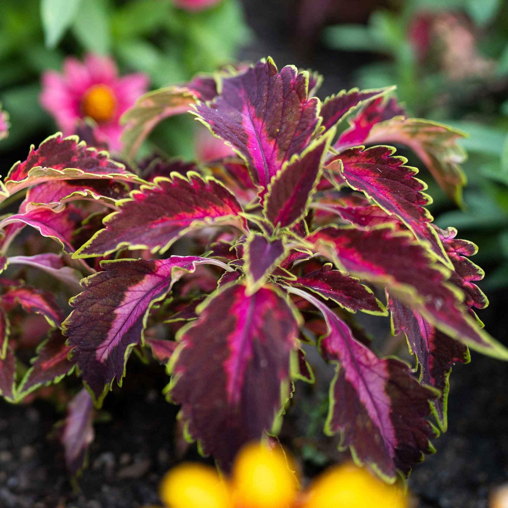 Coleus Seeds - Chocolate Covered Cherry | Flower Seeds in Packets ...