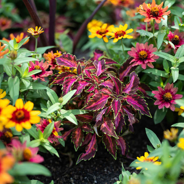 Coleus Seeds - Chocolate Covered Cherry | Flower Seeds in Packets ...
