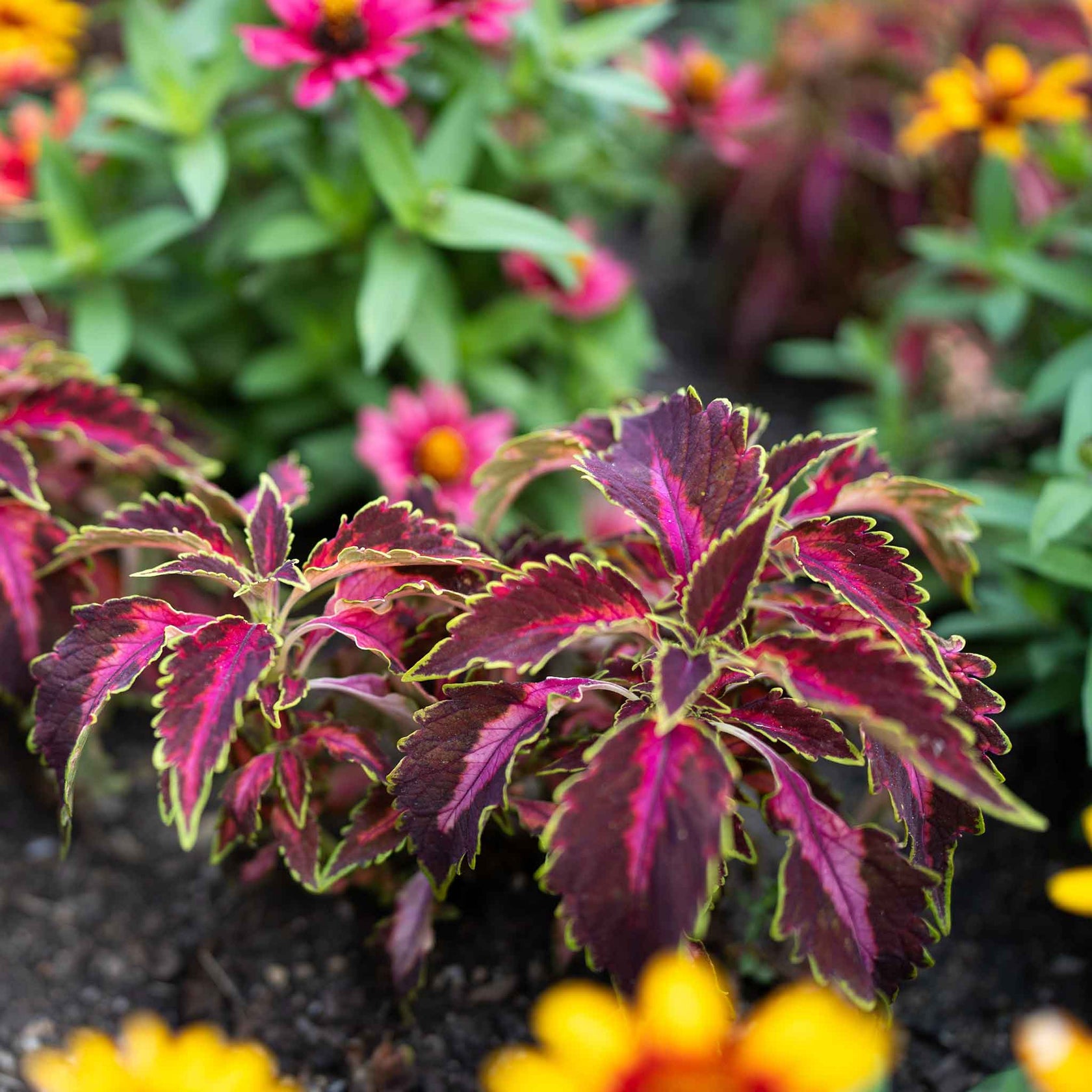 Coleus Seeds - Chocolate Covered Cherry | Flower Seeds in Packets ...