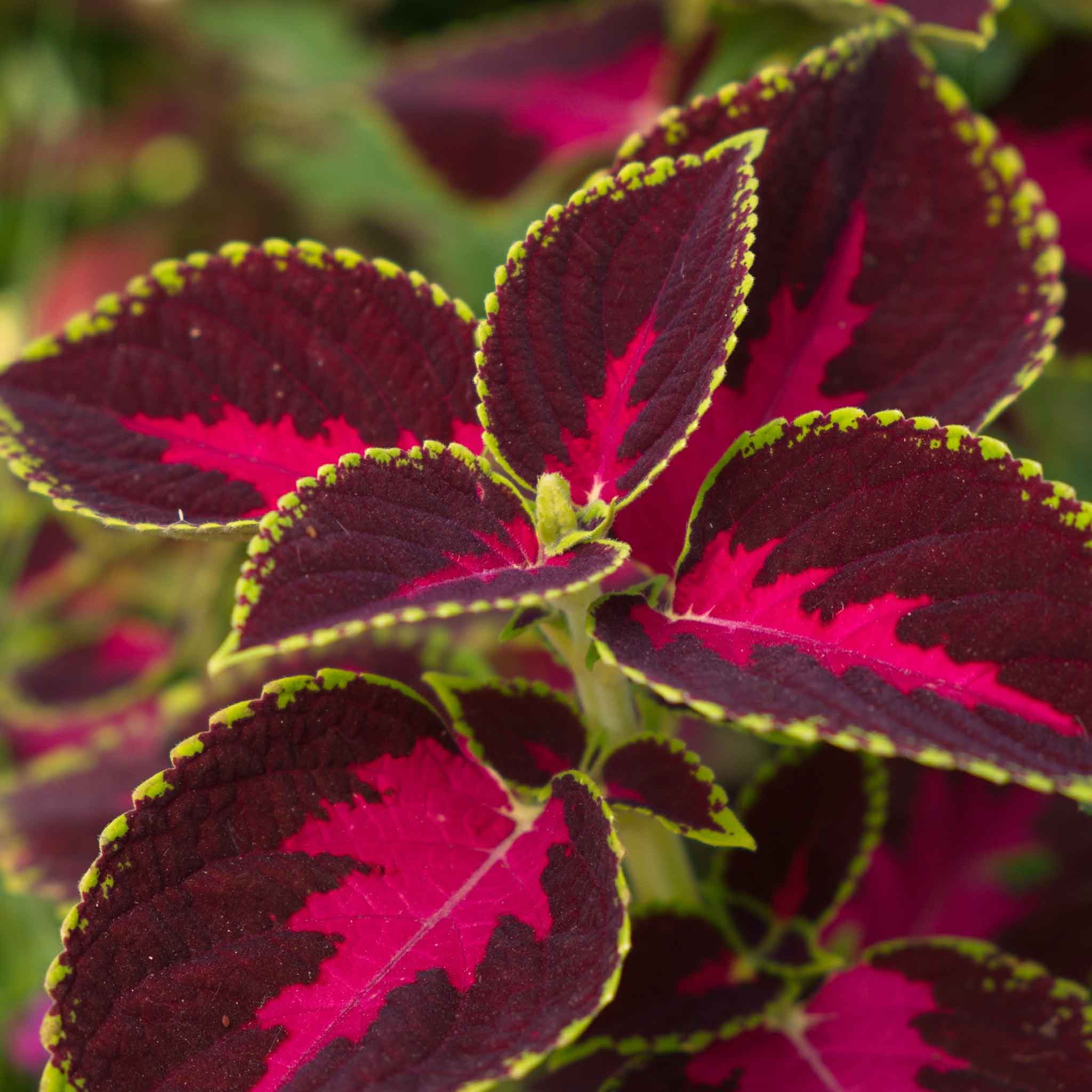 Coleus Seeds - Chocolate Covered Cherry | Flower Seeds in Packets ...