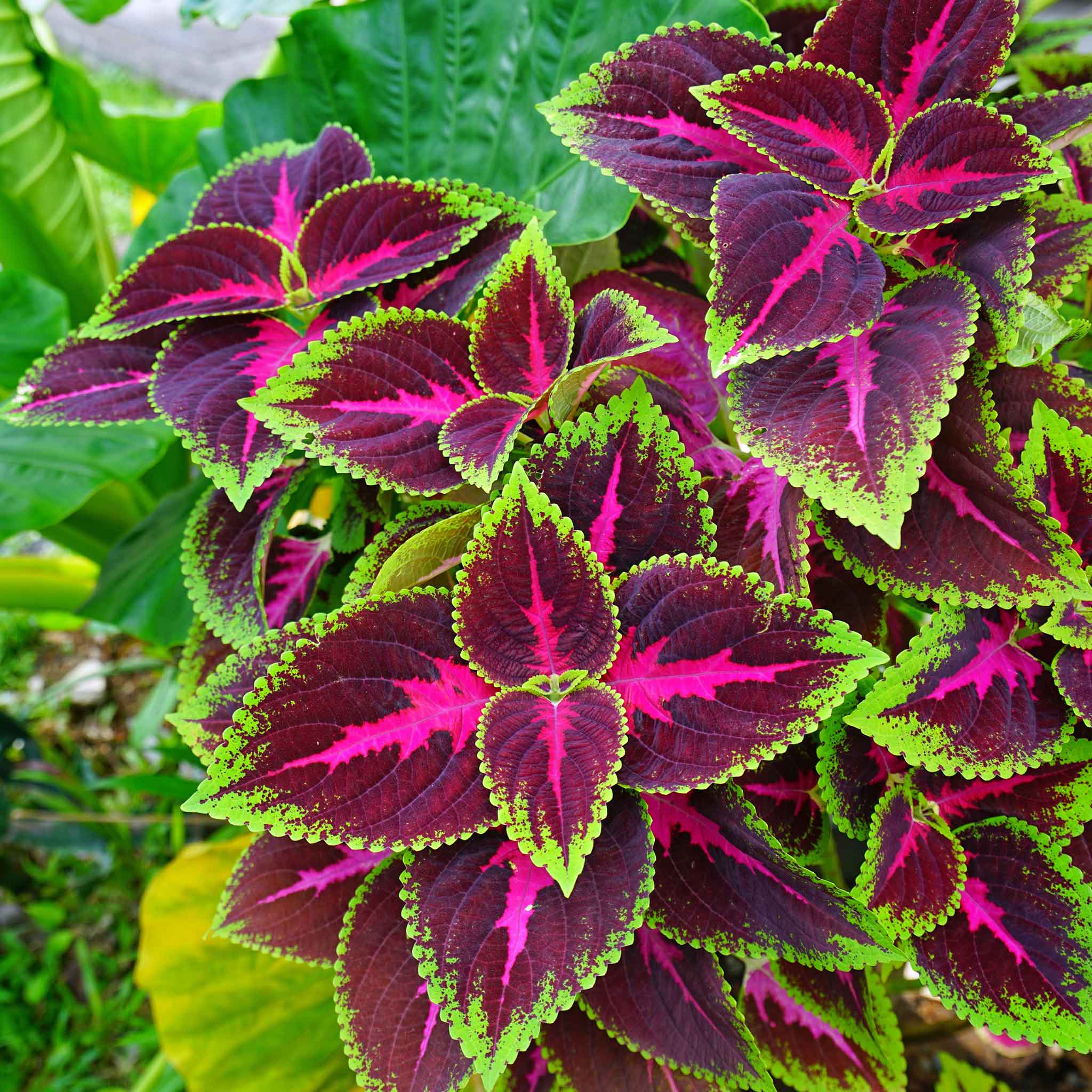 Coleus Seeds - Chocolate Covered Cherry | Flower Seeds in Packets ...