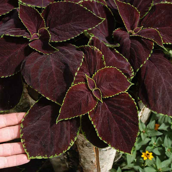Coleus Seeds - Chocolate Mint | Flower Seeds in Packets & Bulk | Eden ...