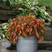 Coleus Seeds - Coral Candy | Flower Seeds in Packets & Bulk | Eden Brothers