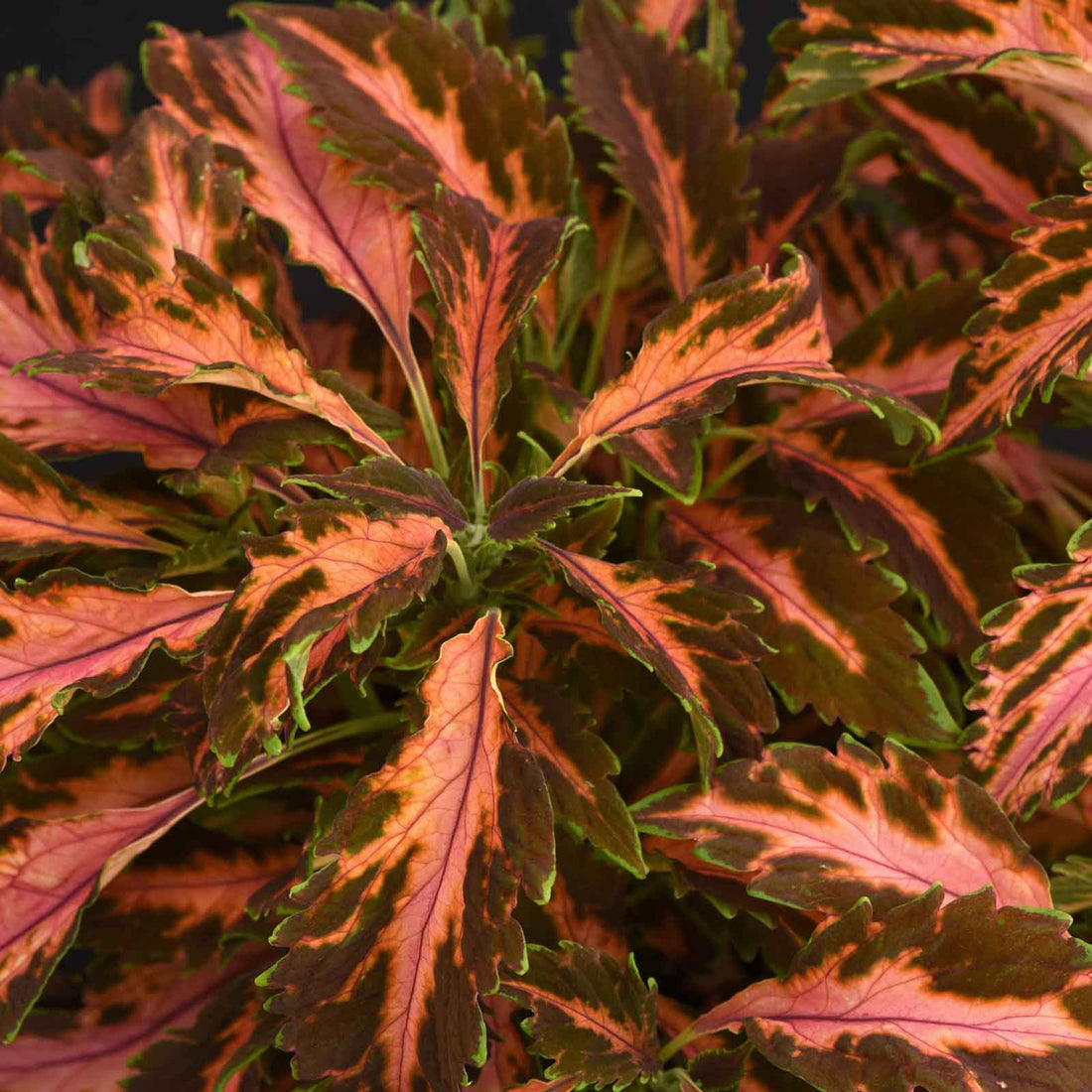 Coleus Seeds - Coral Candy | Flower Seeds in Packets & Bulk | Eden Brothers