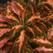 Coleus Seeds - Coral Candy | Flower Seeds in Packets & Bulk | Eden Brothers