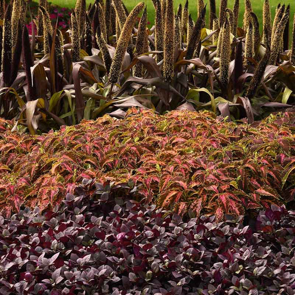 Coleus Seeds - Coral Candy | Flower Seeds in Packets & Bulk | Eden Brothers