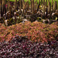 Coleus Seeds - Coral Candy | Flower Seeds in Packets & Bulk | Eden Brothers