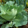 Collard Seeds - Morris Heading | Vegetable Seeds in Packets & Bulk ...