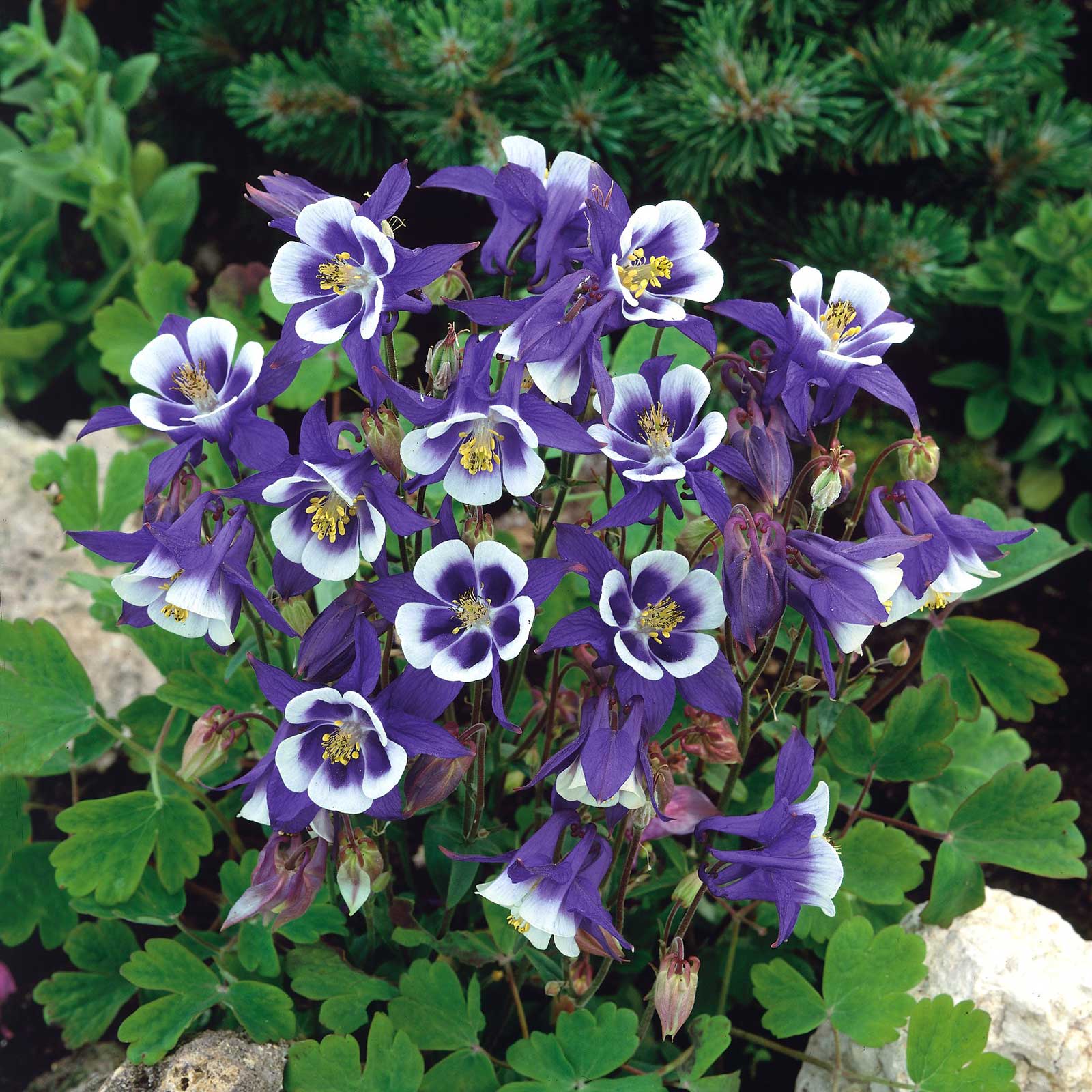 Columbine Seeds - Blue Star | Flower Seeds in Packets & Bulk | Eden ...