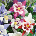Columbine Seeds - McKana Giant Mix | Flower Seeds in Packets & Bulk ...