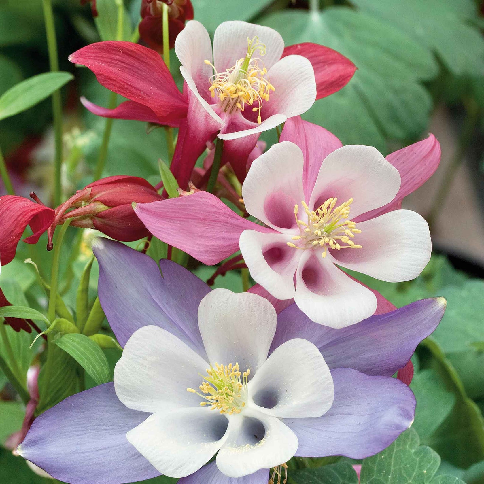 Columbine Seeds - McKana Giant Mix | Flower Seeds in Packets & Bulk ...