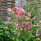 Columbine Roots - Nora Barlow | Spring Flower Bulbs | Eden Brothers