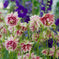 Columbine Roots - Nora Barlow | Spring Flower Bulbs | Eden Brothers