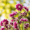 Columbine Roots - Nora Barlow | Spring Flower Bulbs | Eden Brothers
