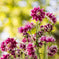 Columbine Roots - Nora Barlow | Spring Flower Bulbs | Eden Brothers