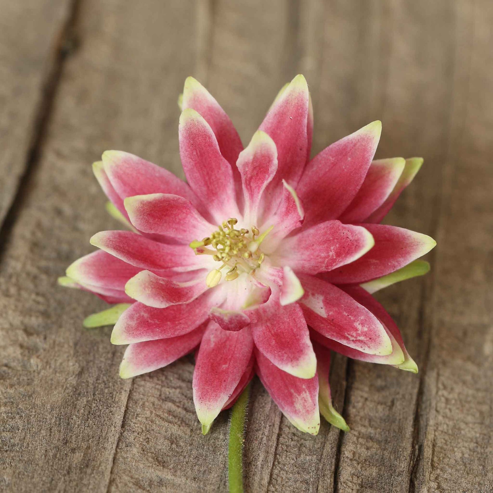 Columbine Seeds - Nora Barlow | Flower Seeds in Packets & Bulk | Eden ...