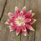 Columbine Roots - Nora Barlow | Spring Flower Bulbs | Eden Brothers