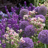 Columbine Roots - Nora Barlow | Spring Flower Bulbs | Eden Brothers