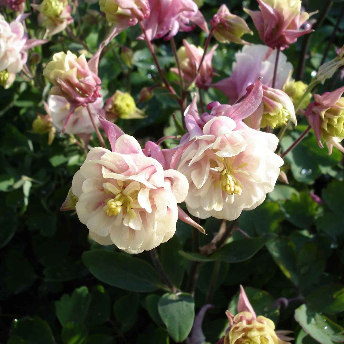 Columbine Seeds - Winky Double Rose White | Flower Seeds in Packets ...