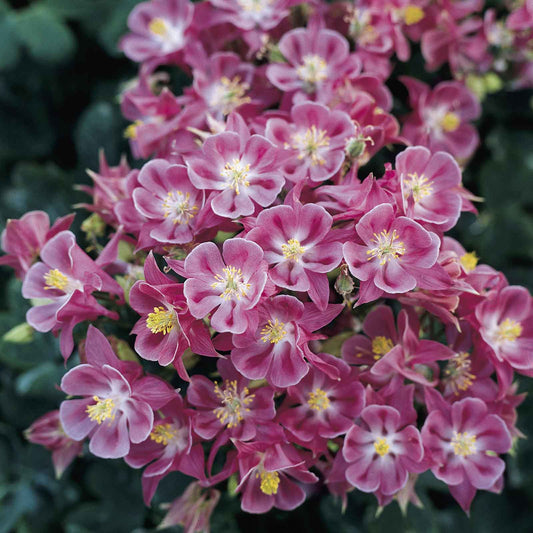 Columbine Seeds | Shop 12 Varieties | Eden Brothers