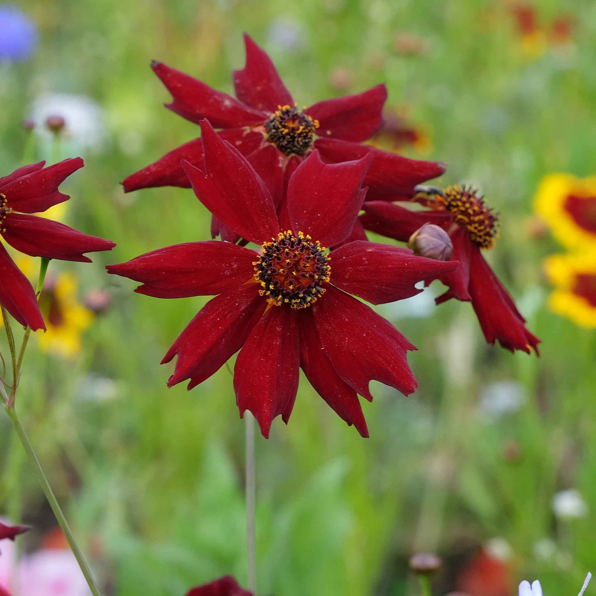 Coreopsis Seeds - Amulet | Flower Seeds in Packets & Bulk | Eden Brothers