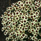 Coreopsis Seeds - Corusco Cream Red | Flower Seeds in Packets & Bulk ...