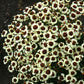 Coreopsis Seeds - Corusco Cream Red | Flower Seeds in Packets & Bulk ...