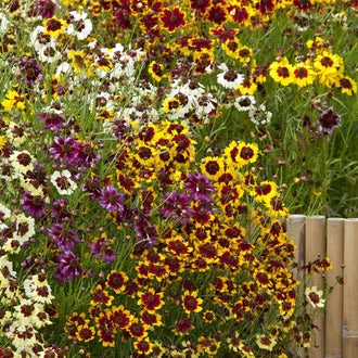 Coreopsis Seeds | Shop 12 Varieties | Eden Brothers