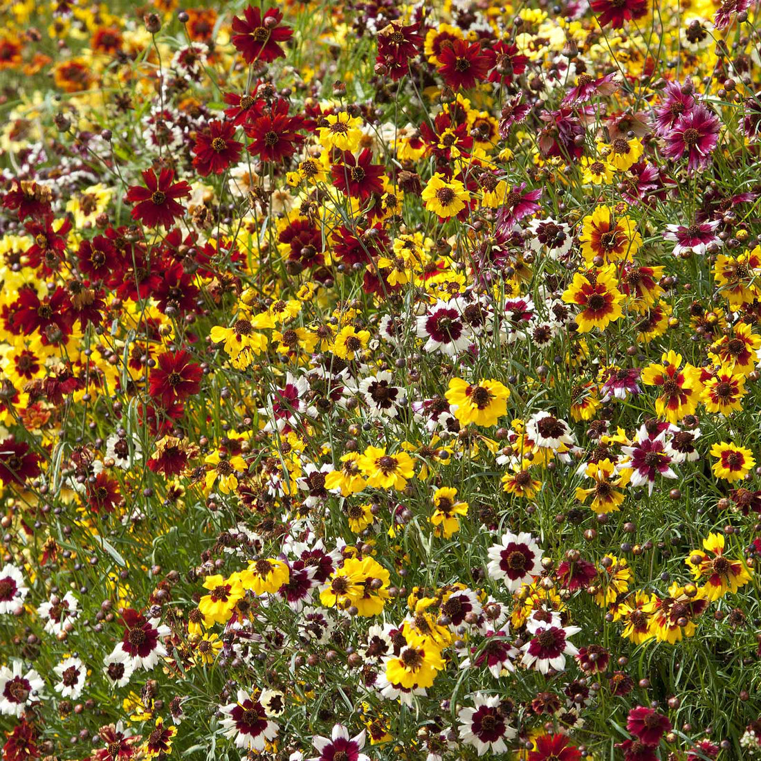 Coreopsis Seeds - Incredible Dwarf Mix | Flower Seeds in Packets & Bulk ...