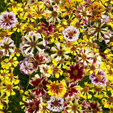 Coreopsis Seeds | Shop 12 Varieties | Eden Brothers