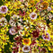 Coreopsis Seeds - Incredible Sea Shells Mix | Flower Seeds in Packets ...
