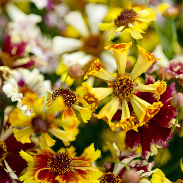 Coreopsis Seeds - Incredible Sea Shells Mix | Flower Seeds in Packets ...