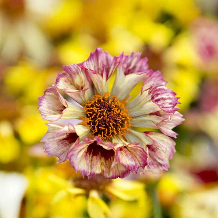 Coreopsis Seeds - Incredible Sea Shells Mix | Flower Seeds in Packets ...
