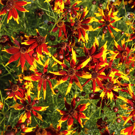 Coreopsis Seeds | Shop 12 Varieties | Eden Brothers