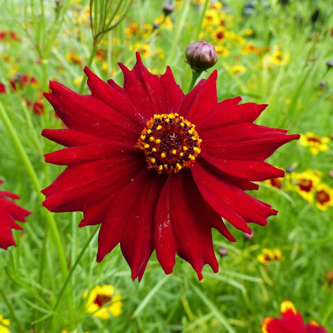 Plains Coreopsis Seeds - Tall Red | Flower Seeds in Packets & Bulk ...
