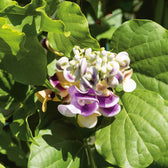 Corkscrew Vine Seeds | Flower Seeds in Packets & Bulk | Eden Brothers