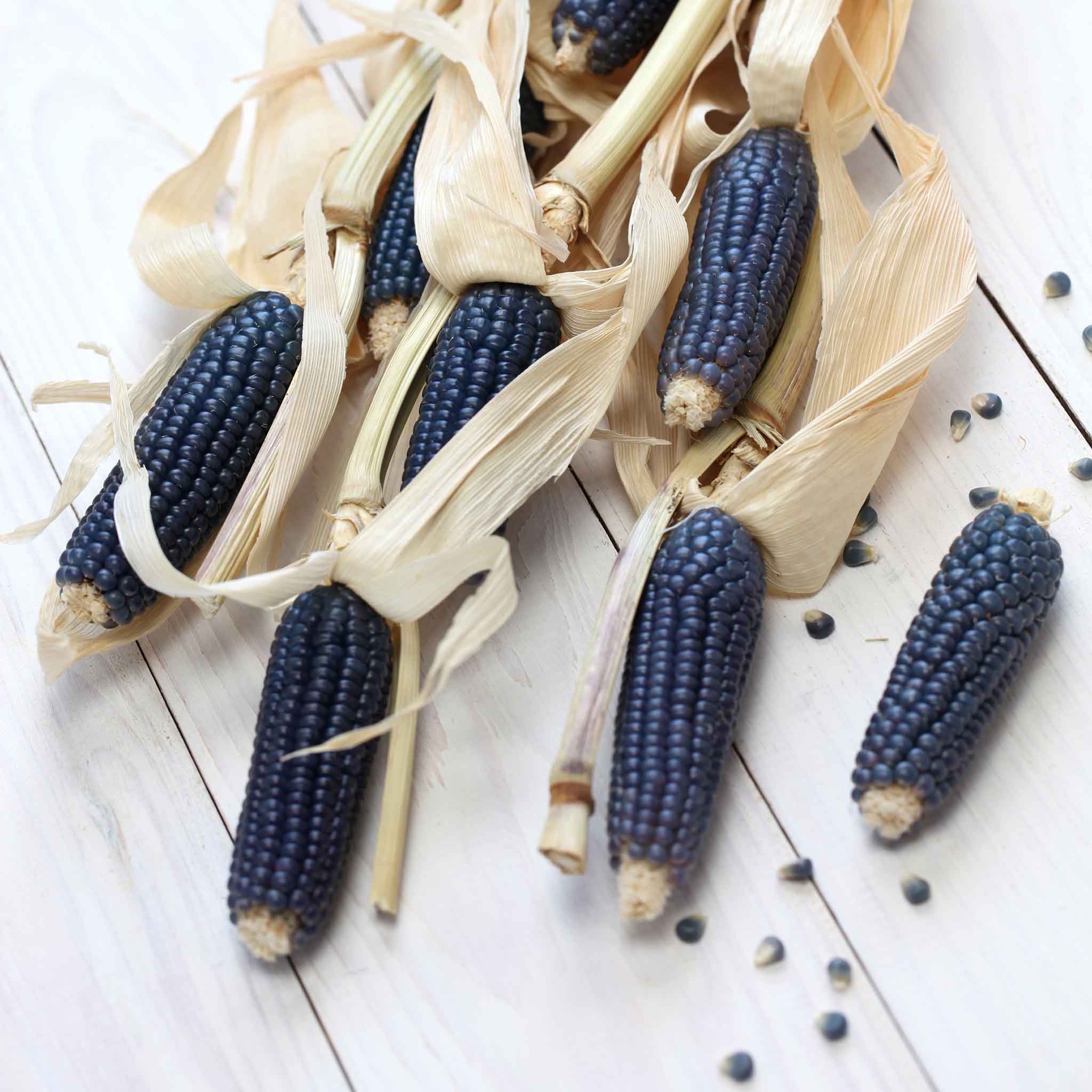 Corn Seeds - Blue Hopi | Vegetable Seeds in Packets & Bulk | Eden Brothers