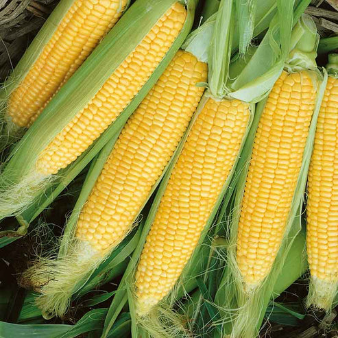 Corn Seeds - Golden Beauty | Vegetable Seeds in Packets & Bulk | Eden ...