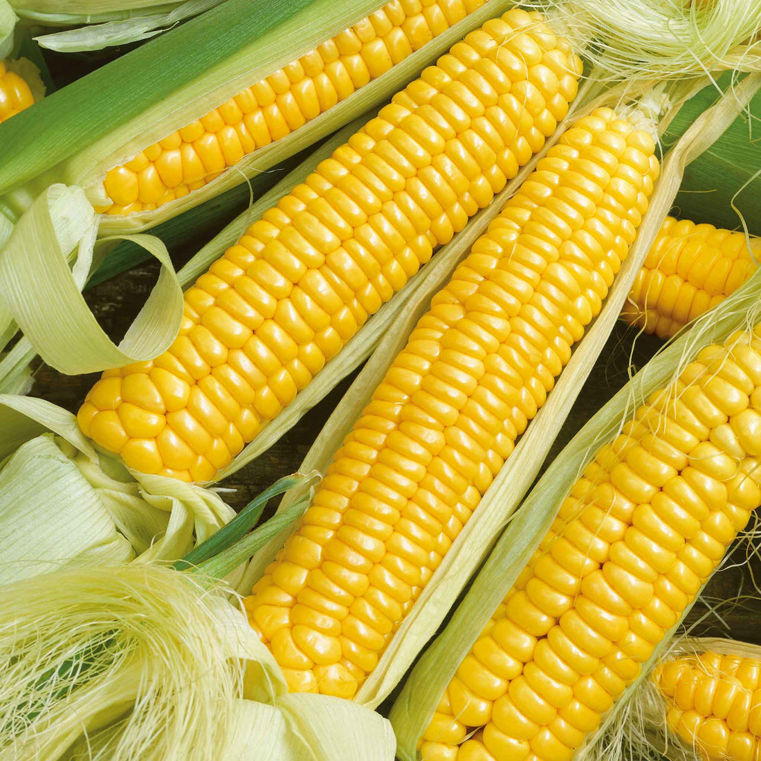 Corn Seeds - Golden X Bantam | Vegetable Seeds in Packets & Bulk | Eden ...